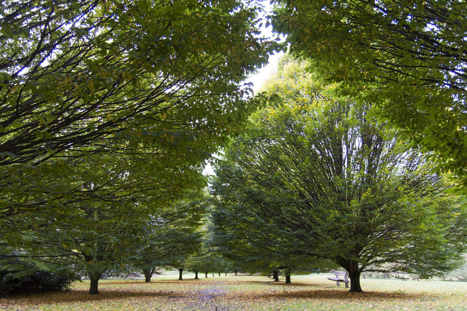 Kent Country Parks - Explore Kent