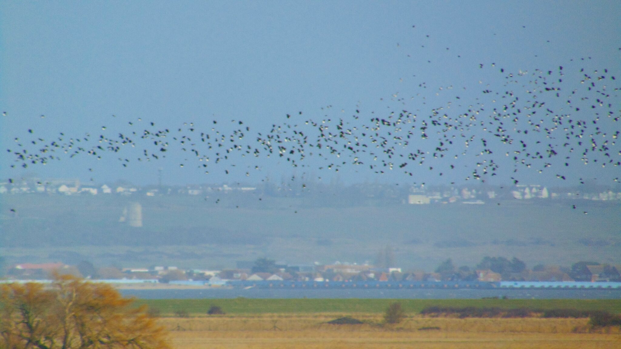 Northward Hill RSPB Nature Reserve - Explore Kent