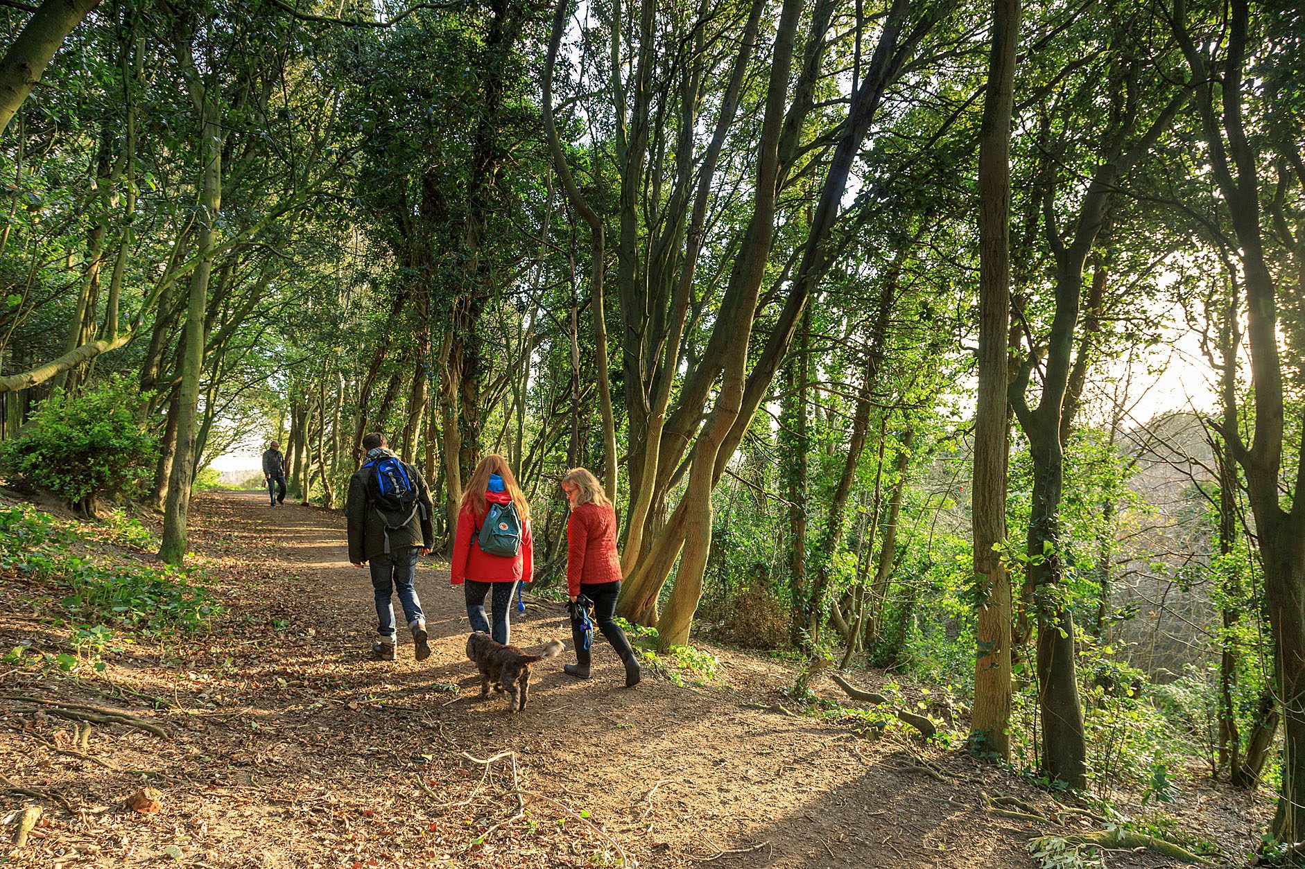 Herne and West Blean Wood walk - Explore Kent