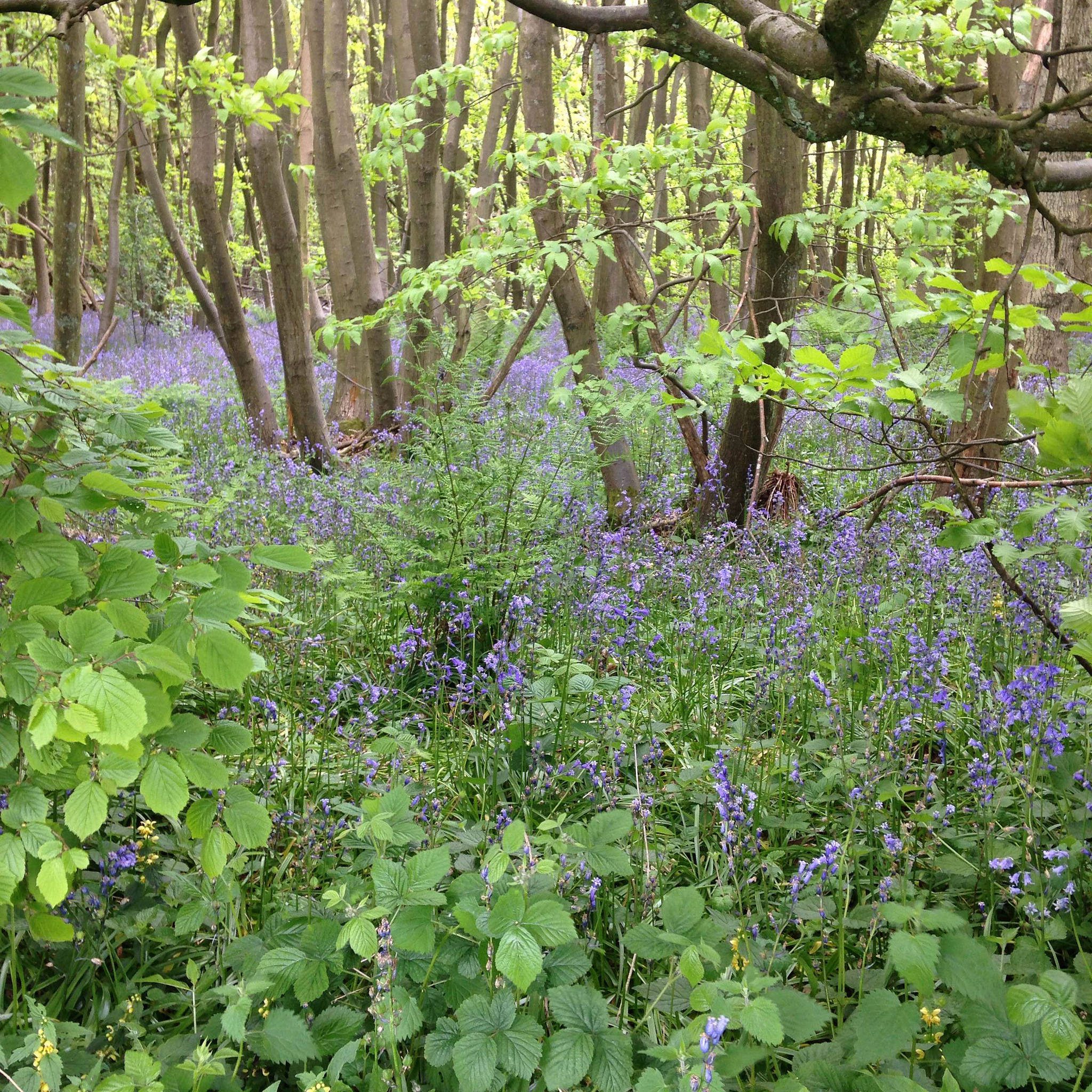 Bore Place Walks - Explore the Farm - Explore Kent