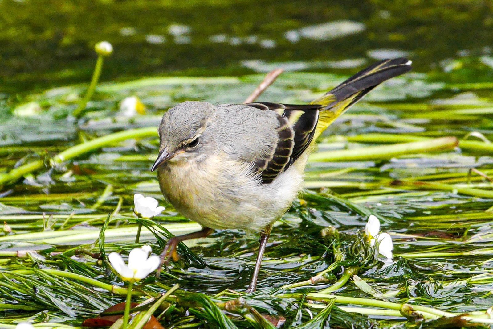 Grove Ferry Canoe Trail - Explore Kent