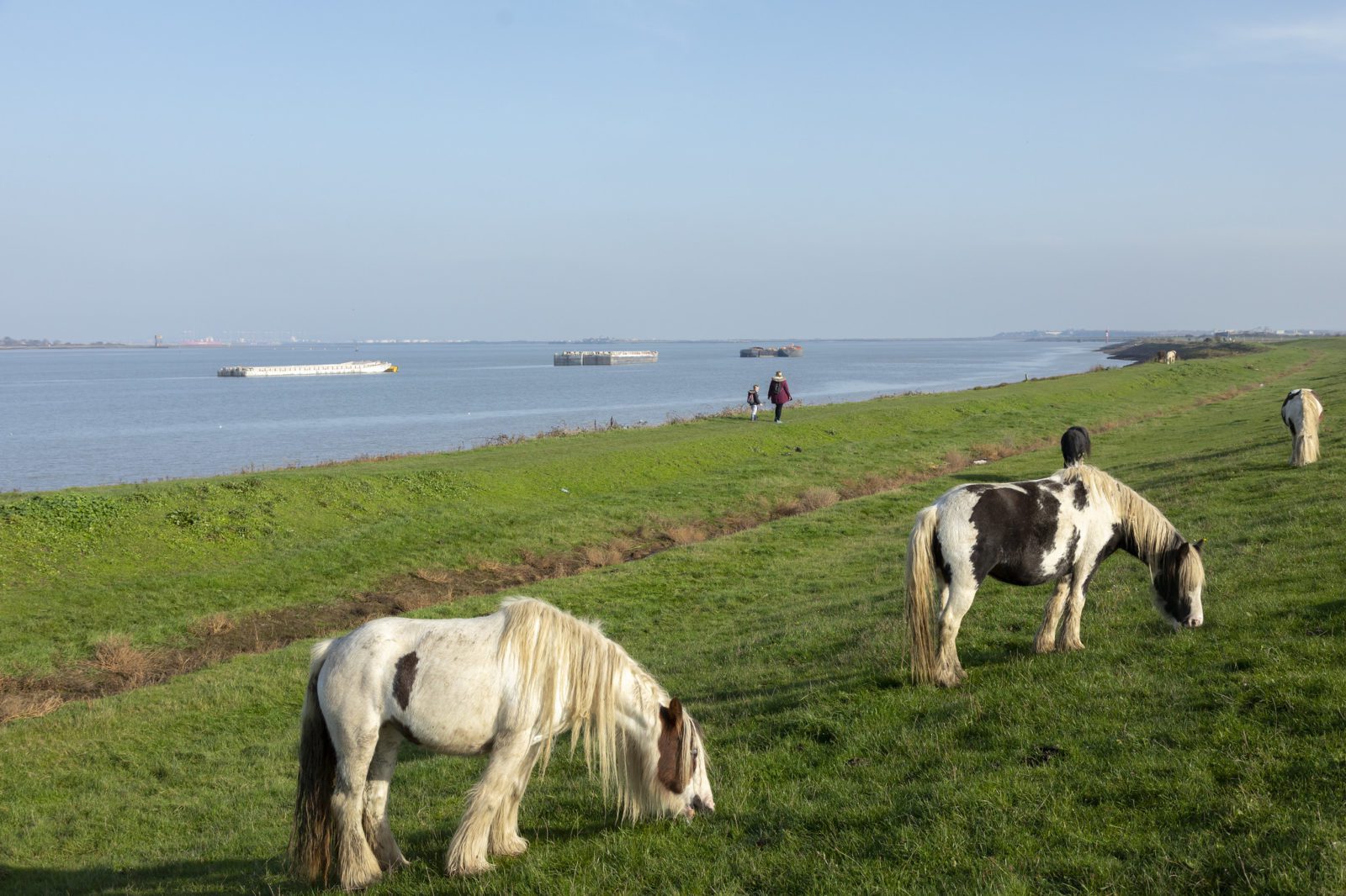 Higham Marshes Walk: Escape To Nature - Explore Kent
