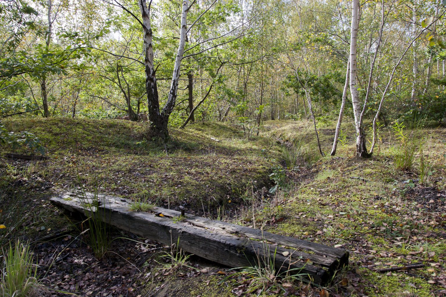 Woodland Walks in Kent - Explore Kent