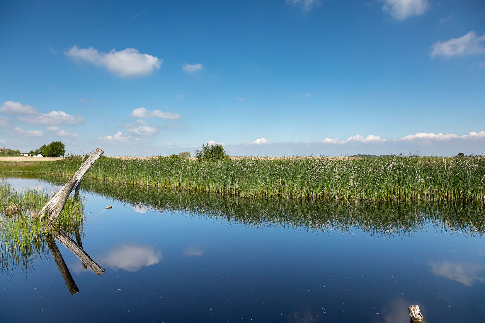 Oare Marshes Walk: Wetlands And Wildlife - Explore Kent