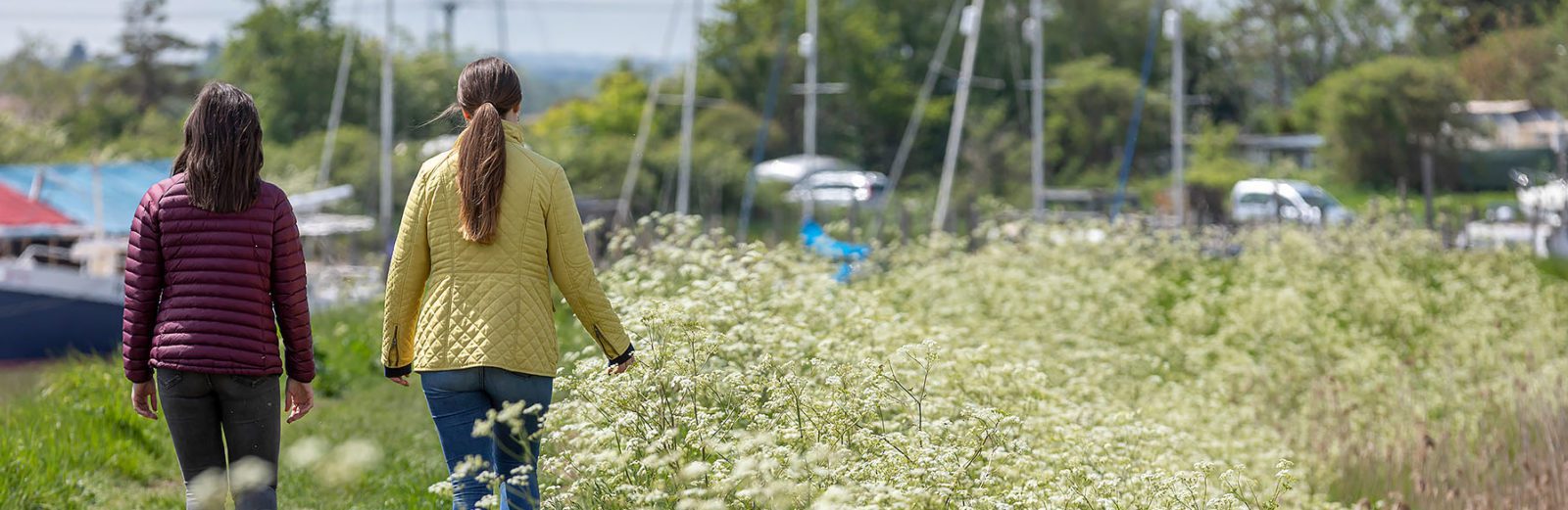 Oare Marshes Walk: Wetlands And Wildlife - Explore Kent