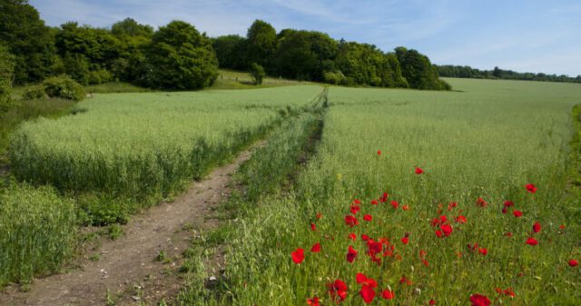 Wye Downs walk - Explore Kent