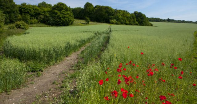 Darent Valley Path - Explore Kent