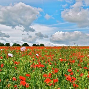 Welcome to Explore Kent - Explore Kent