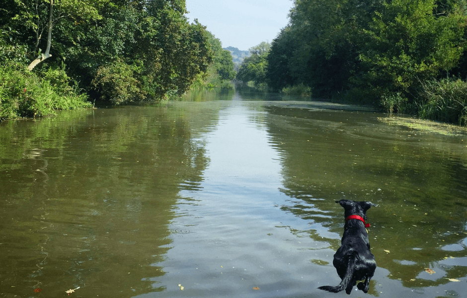 Dog Friendly Walking Routes - Explore Kent