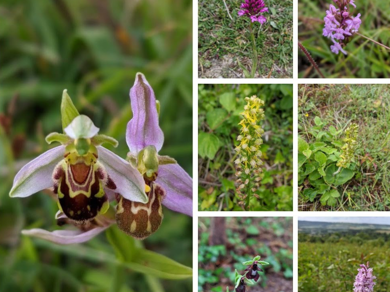 Pollinator Stories From Kent and Beyond - Explore Kent