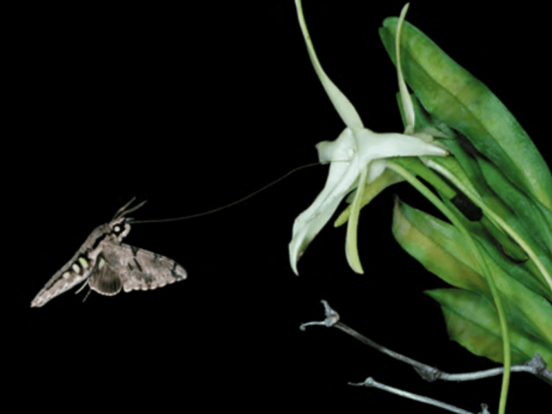 Pollinator Stories From Kent and Beyond - Explore Kent