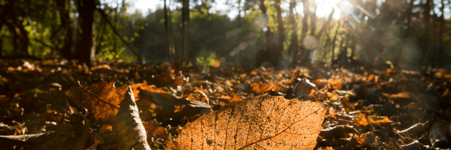 Welcome to Explore Kent - Explore Kent