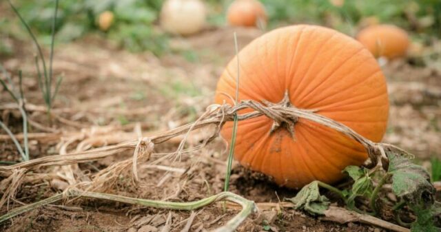 Welcome to Explore Kent - Explore Kent